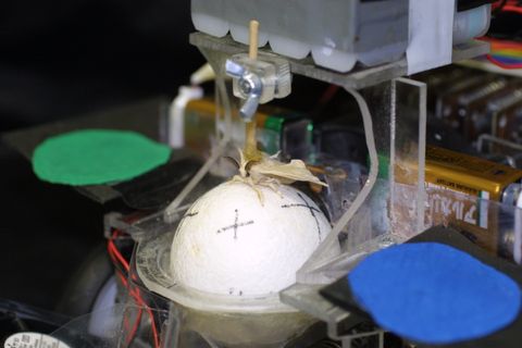 Insect Drives Tiny Robot to Follow Smells | Live Science