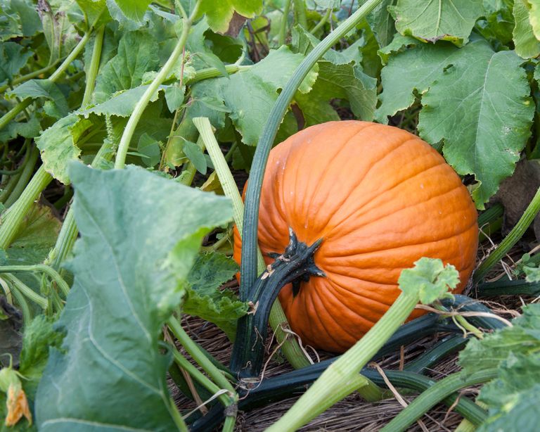 When to plant pumpkins: for a bumper crop | Homes and Gardens