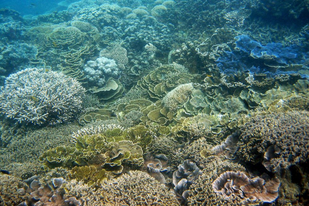 Image Gallery: Great Barrier Reef Through Time | Live Science