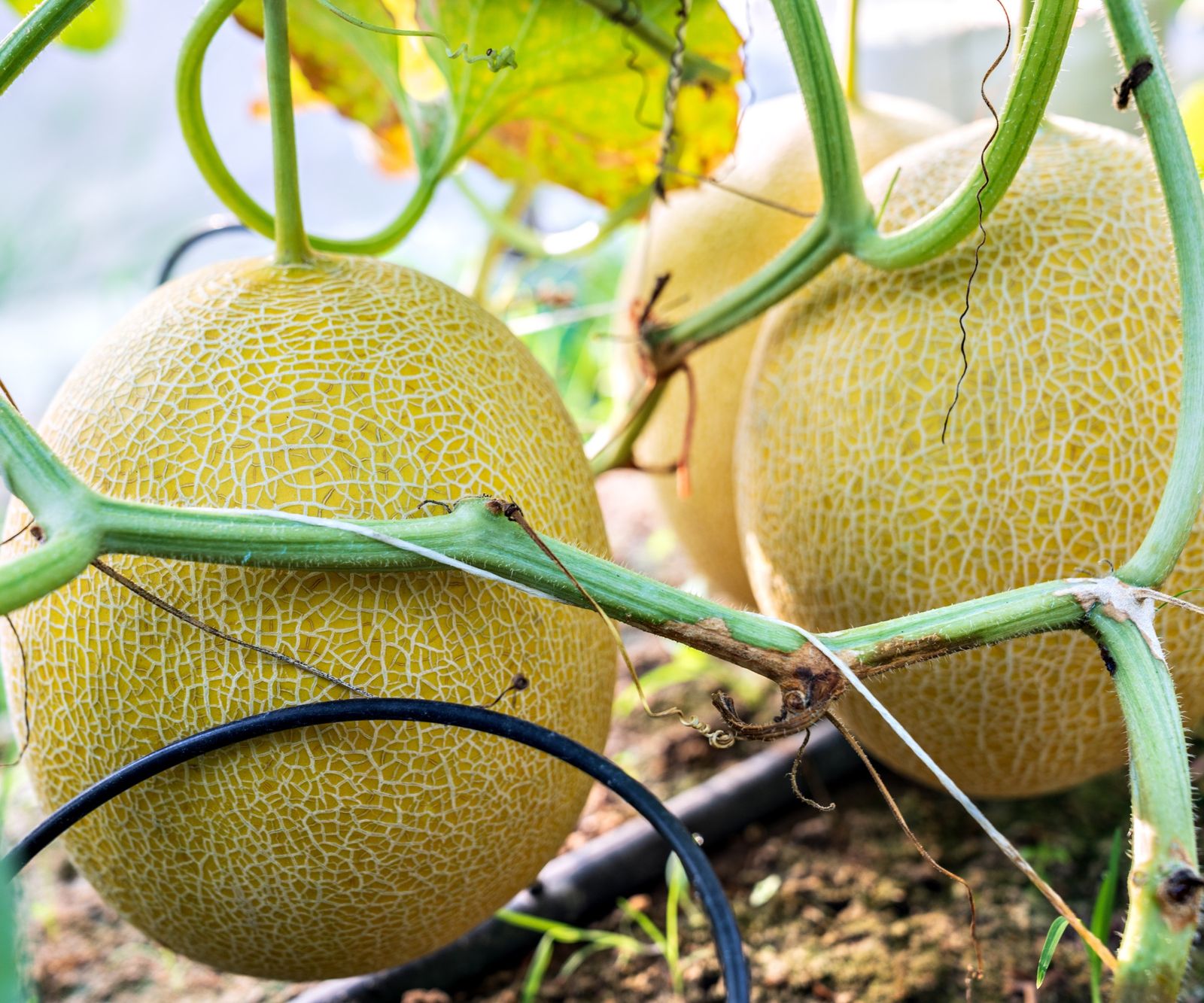 When to pick cantaloupes: expert tips for harvesting melons | Homes and Gardens