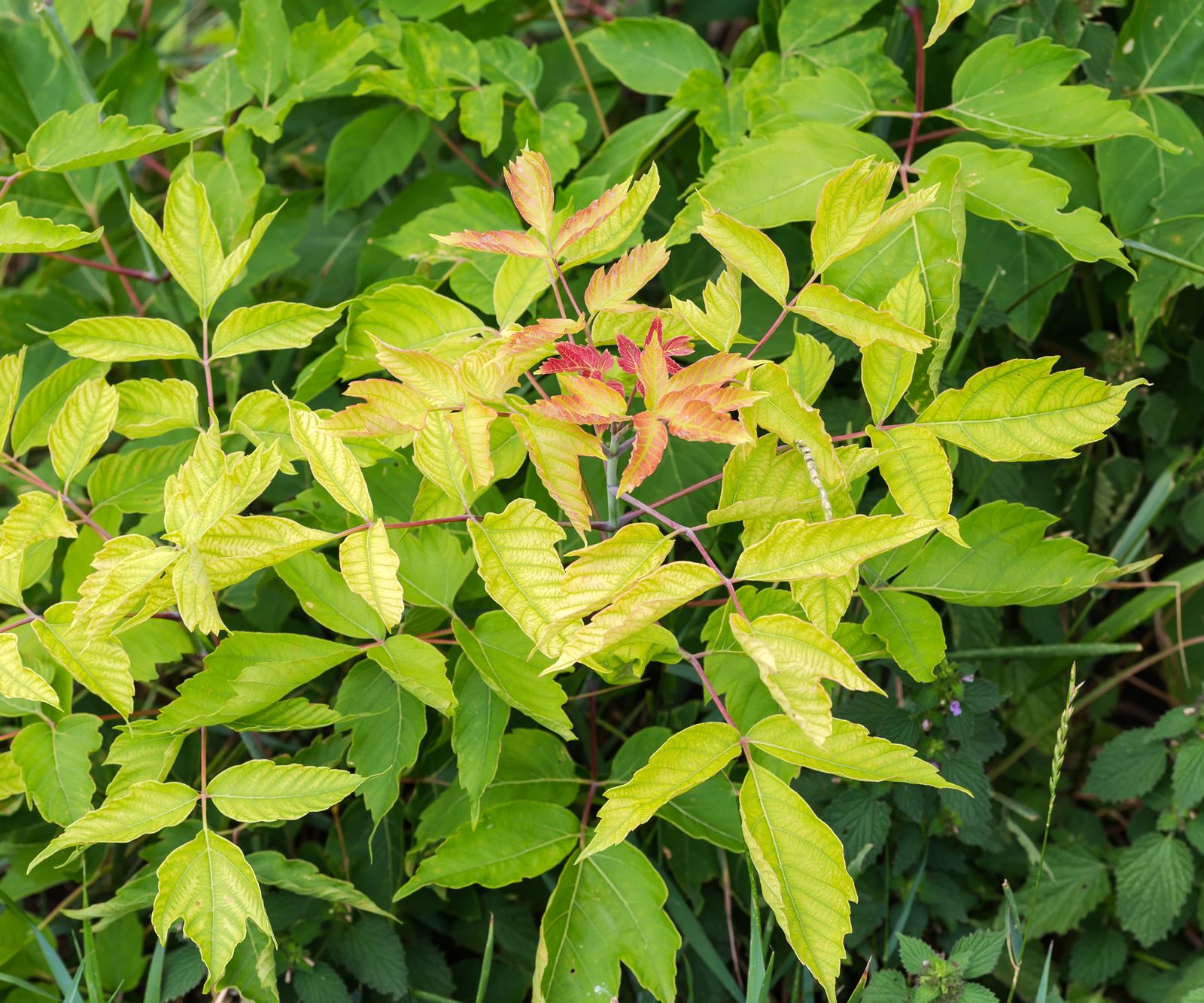 How To Identify Poison Ivy To Prevent A Painful Rash | Gardening Know How