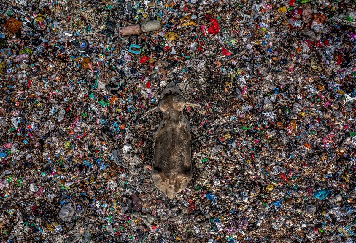 Images capturing a starving tiger, fighting bison and pit of vipers ...