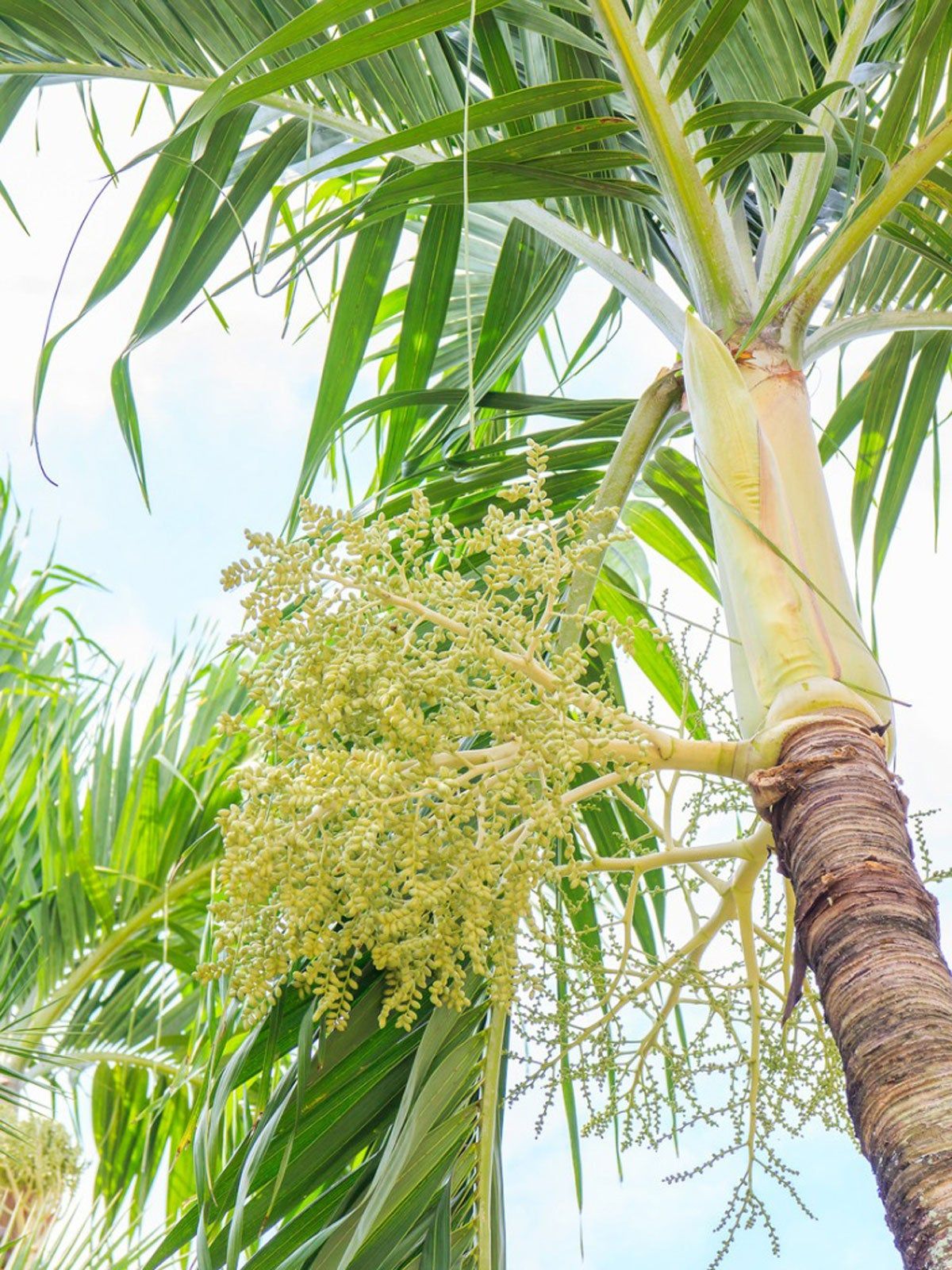 Christmas Palm Tree Care - Learn How To Grow A Christmas Palm Tree ...