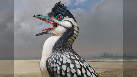 Archaeopteryx, one of the world's first proto birds, has a set of weird ...