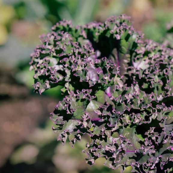 History Of Russian Red Kale | Gardening Know How