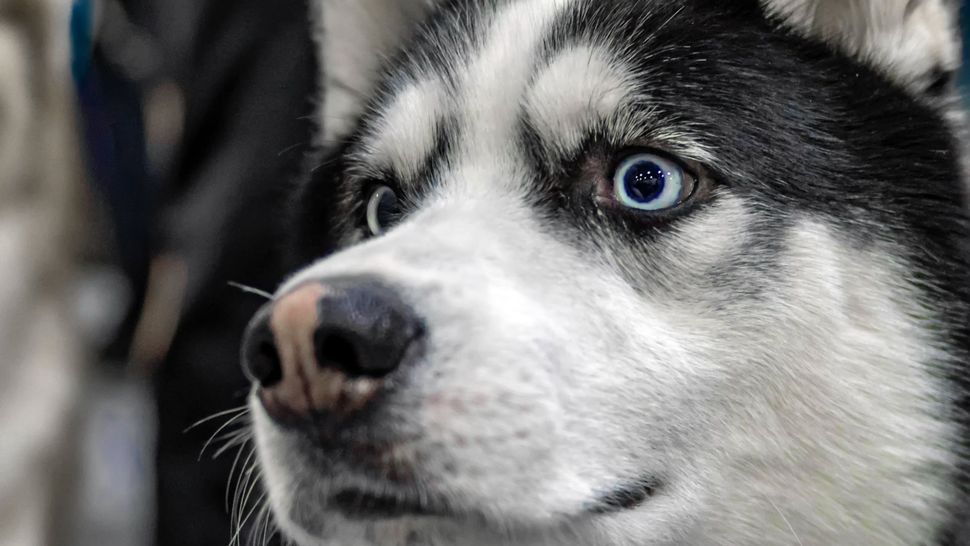 32 reasons to love Siberian huskies | PetsRadar