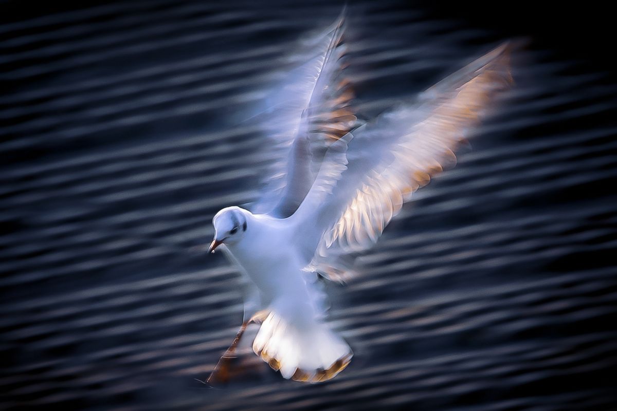 Use a slow shutter speed to inject movement into your wildlife ...
