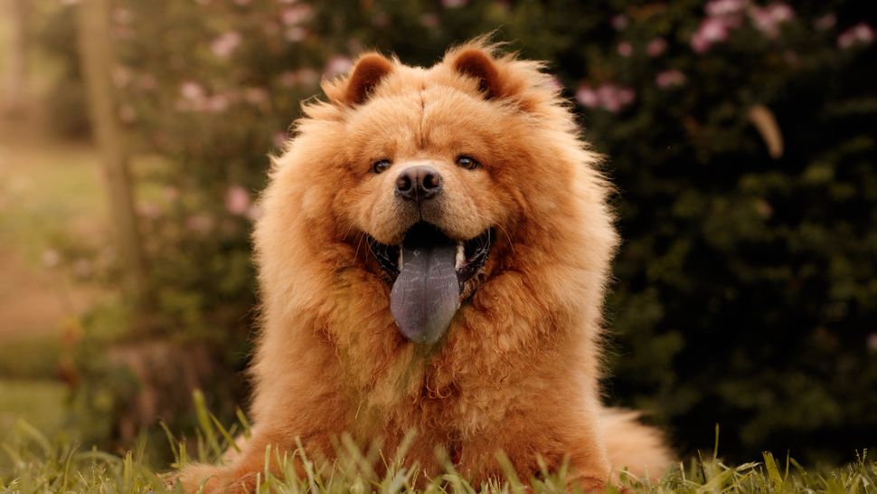 20 wrinkly dog breeds from little pugs to giant mastiffs | PetsRadar