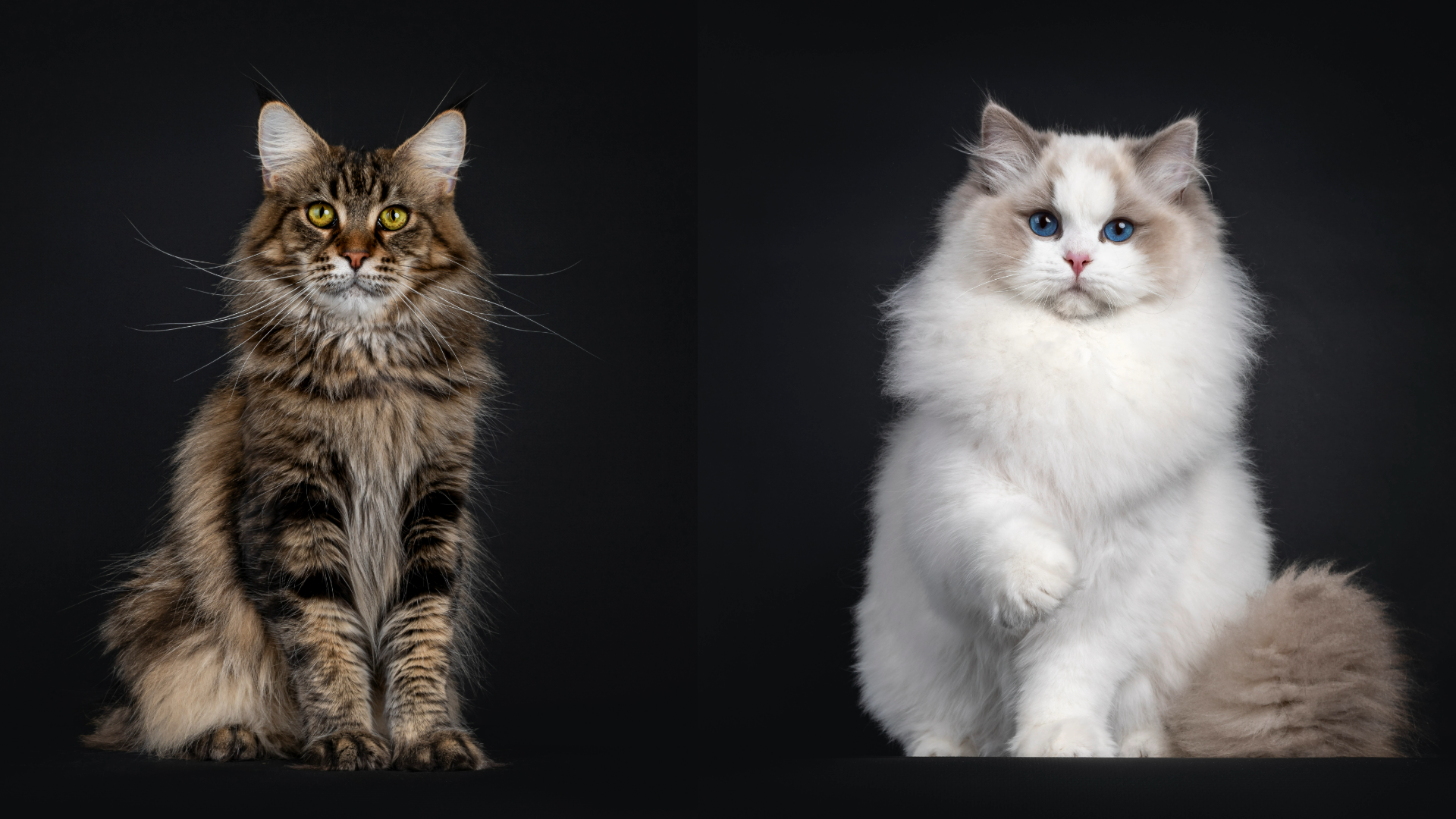Maine Coon vs ragdoll: Full breed comparison | PetsRadar