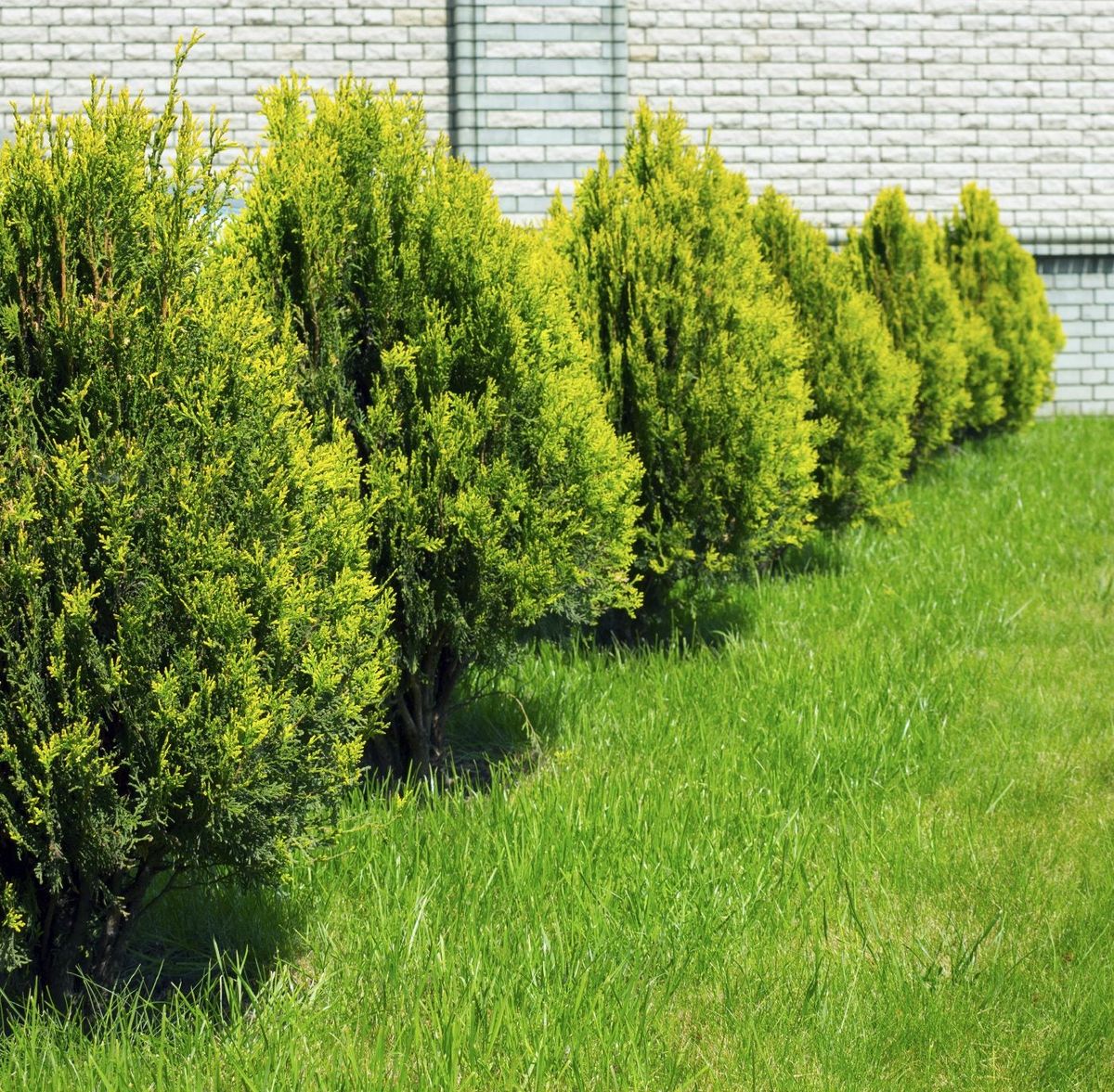Rejuvenating A Cypress Tree - Tips On Pruning Cypress Trees | Gardening ...