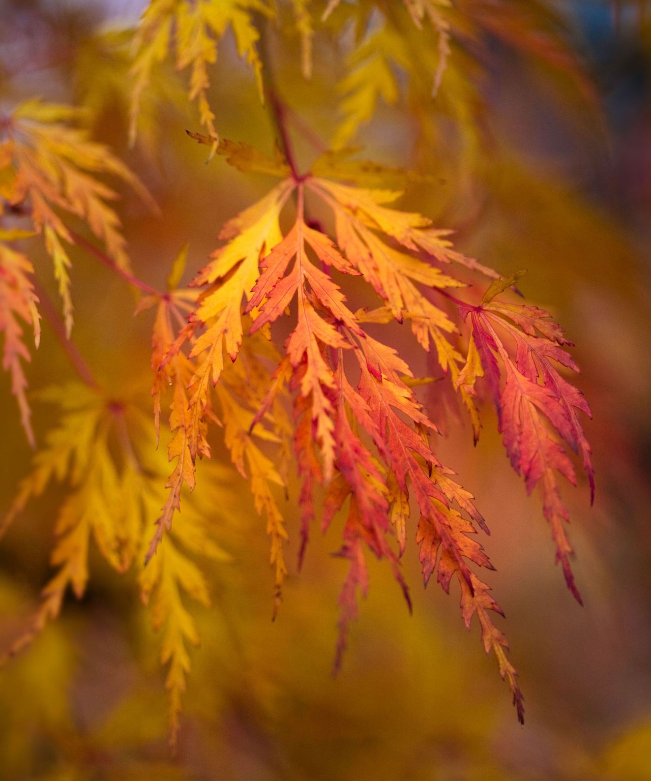 Which maple trees have the best color in fall? | Livingetc