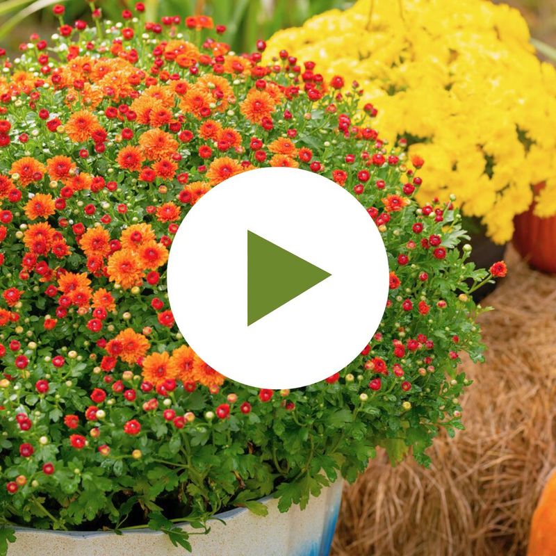 Tips & Information about Chrysanthemums | Gardening Know How