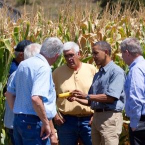 Campaign photo diary: Corn crop woes | The Week