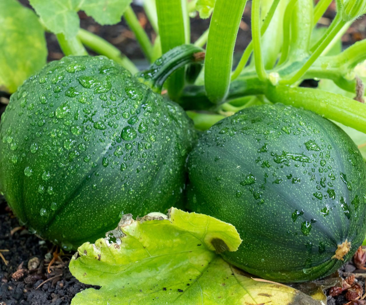 How to grow zucchini in containers for a great harvest | Homes and Gardens