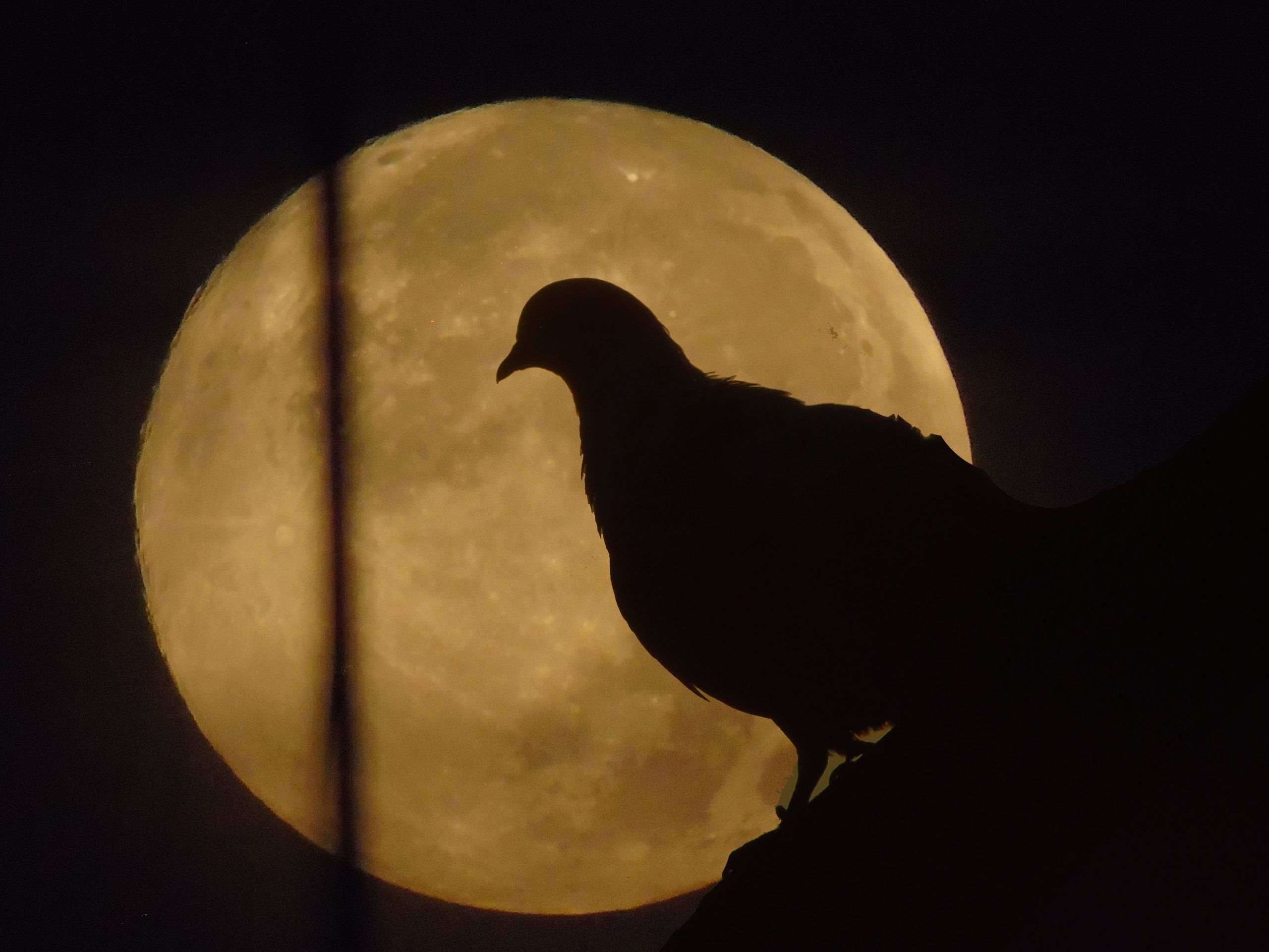 See the Full Flower Moon, last supermoon of 2020, bloom in these ...