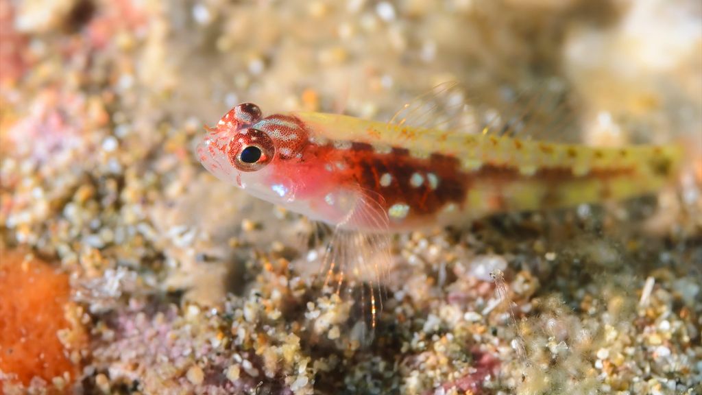 Which animal has the shortest life span? | Live Science