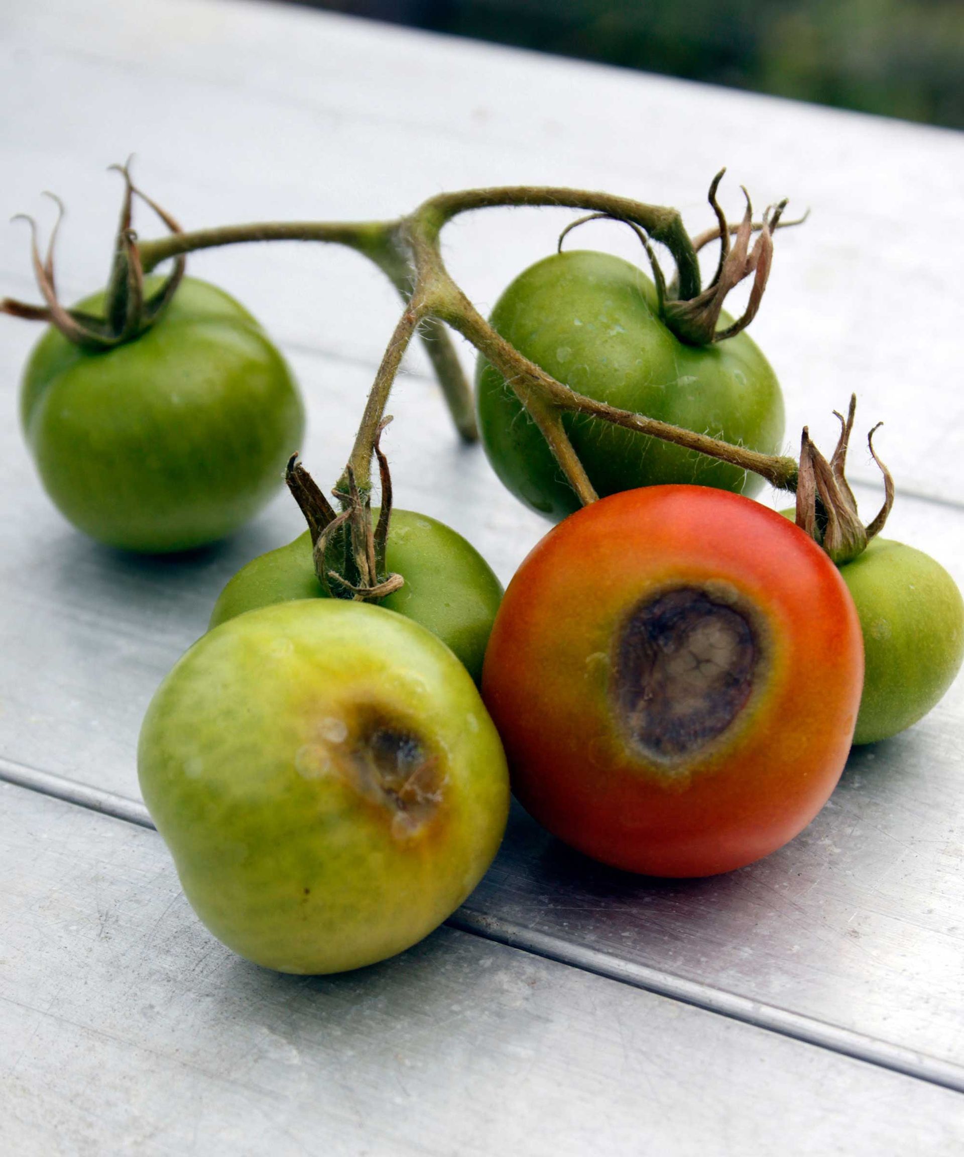 Tomato blossom end rot: how to prevent this problem | Gardeningetc