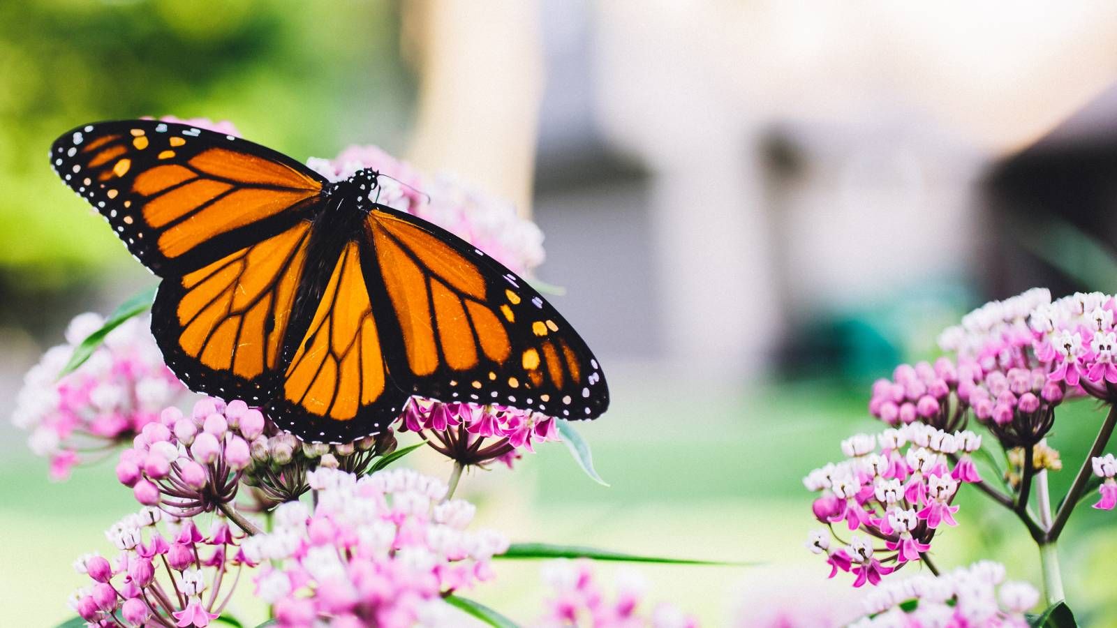 Best Milkweed Varieties: 14 Types of Milkweed for Monarch Lovers ...