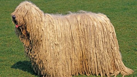 Best guard dog breeds for maximum protection | PetsRadar