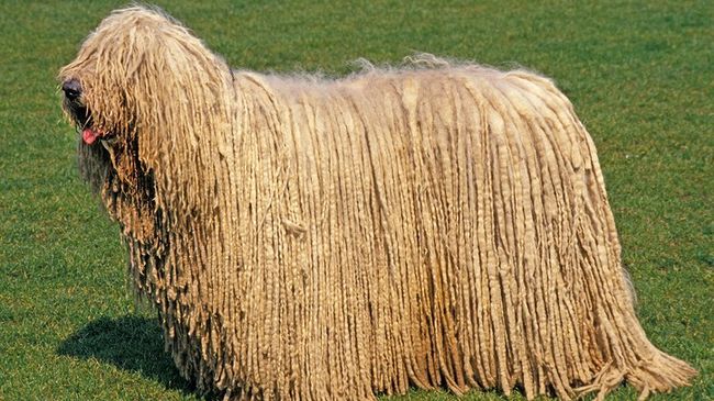 Best guard dog breeds for maximum protection | PetsRadar