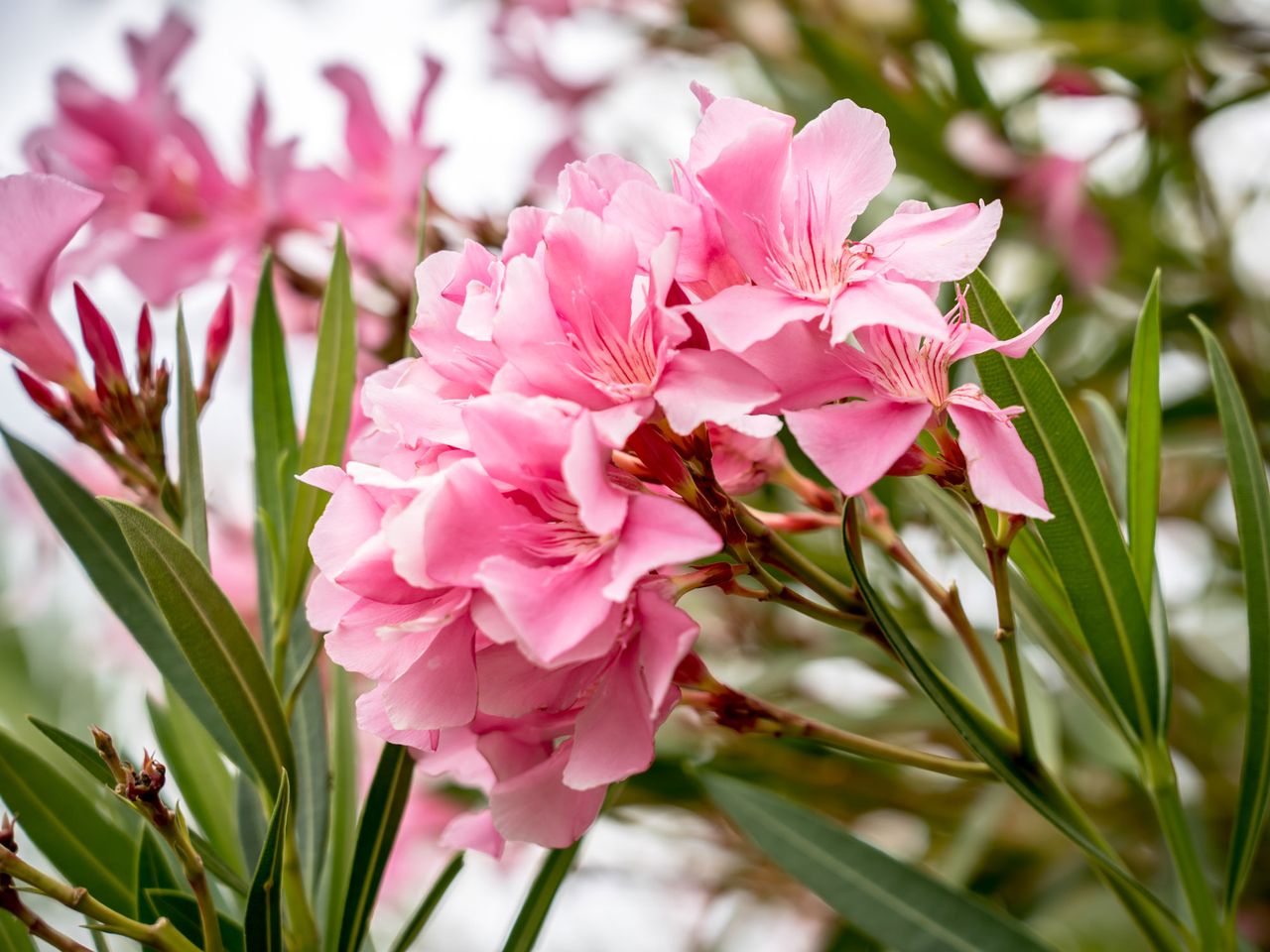 9 Mediterranean Garden Plants Designers Always Choose | Livingetc