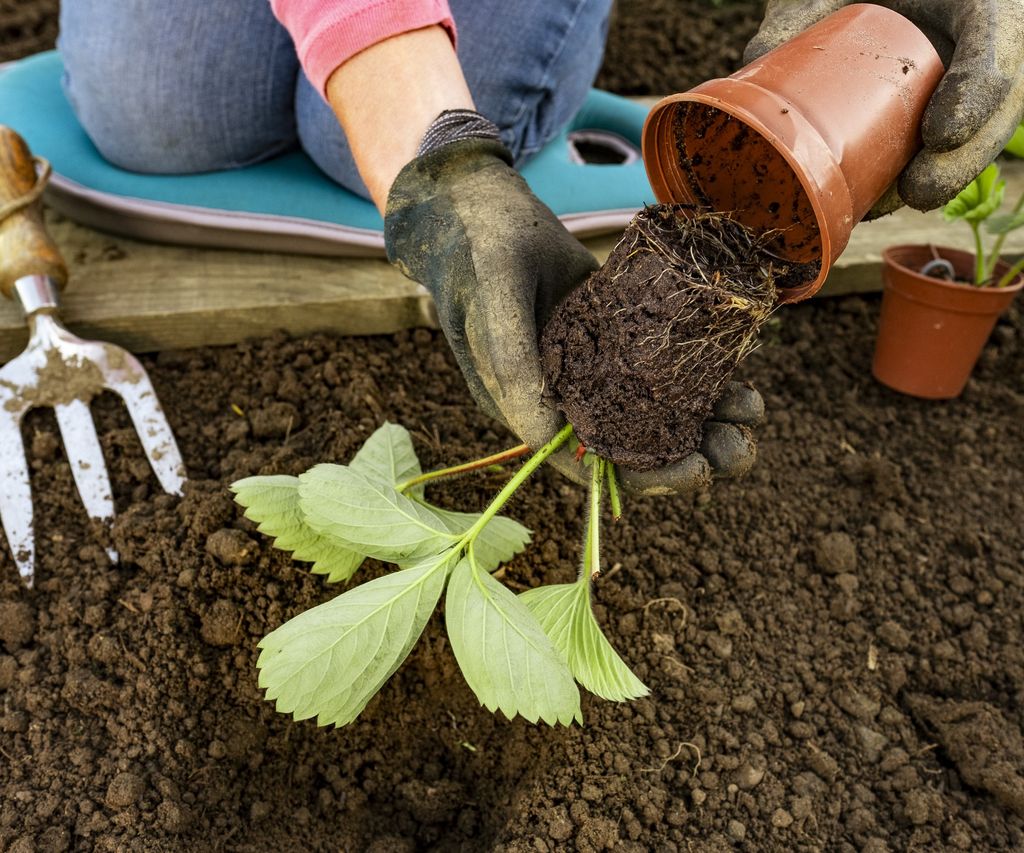 Problems with strawberries: expert tips for common issues | Homes and ...