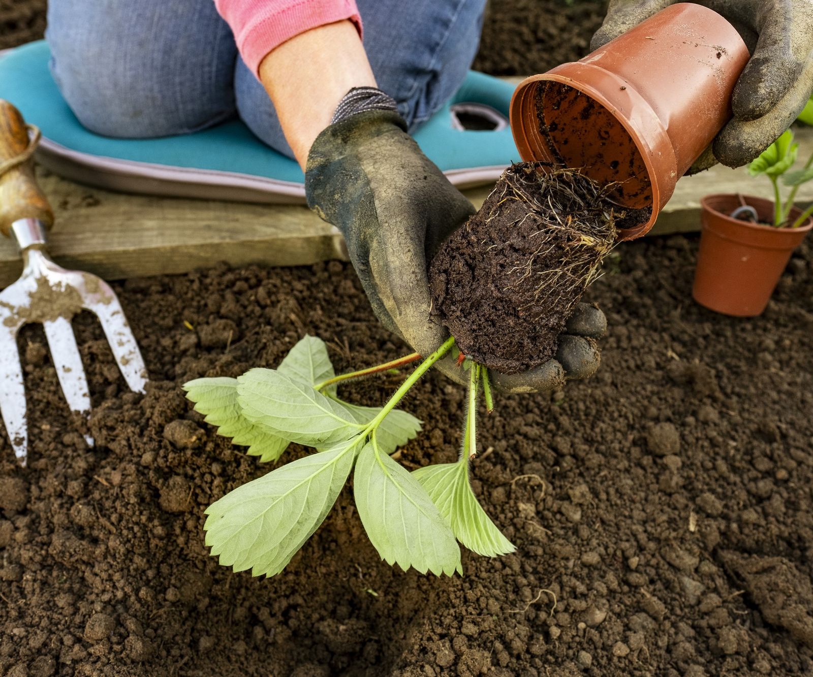 Problems with strawberries: expert tips for common issues | Homes and ...