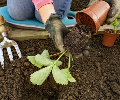 Problems with strawberries: expert tips for common issues | Homes and ...