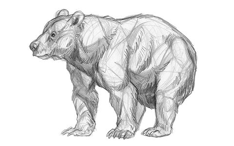 How to draw a bear in 5 simple steps | Creative Bloq