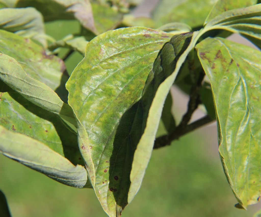 Overwatering outdoor plants: how to spot signs of a problem | Homes and ...