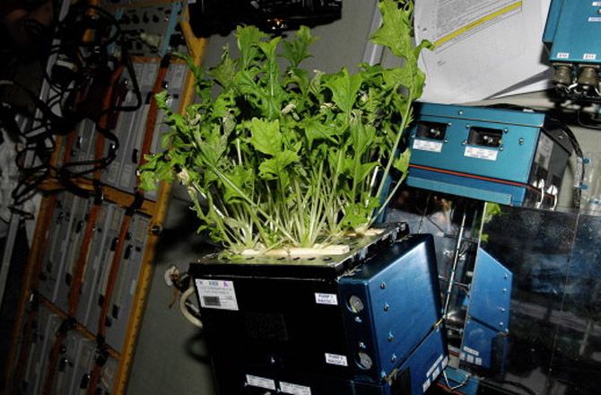Orbital Farming: Space Station Greenhouse Bears Fruit | Space