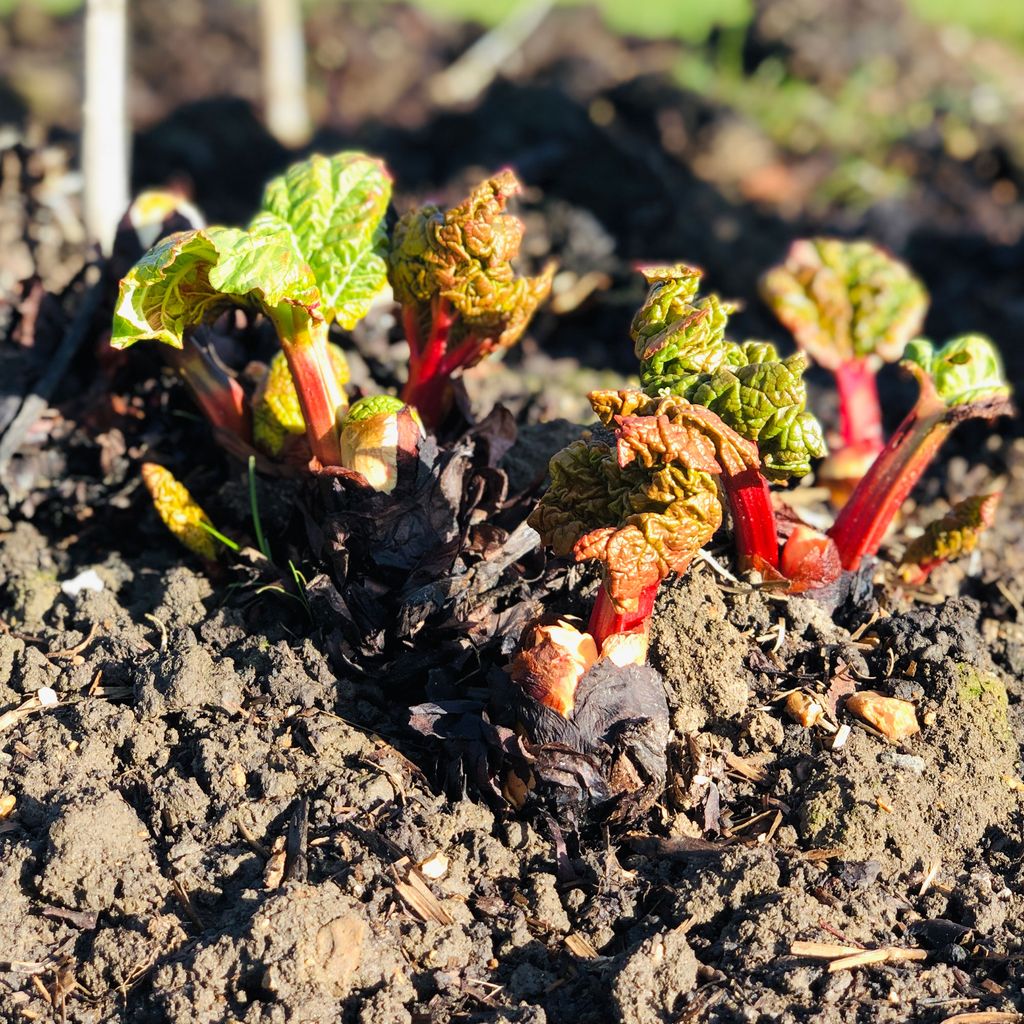 When to plant rhubarb for the best-tasting crop | Ideal Home