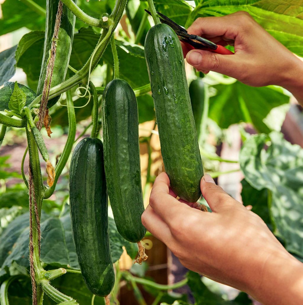 How to grow cucumbers – a simple step-by-step guide | Ideal Home