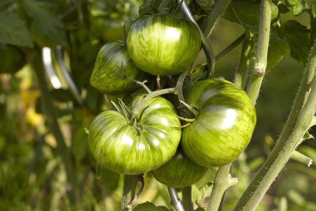Green Zebra Tomato Information - Tips For Growing A Green Zebra Tomato ...