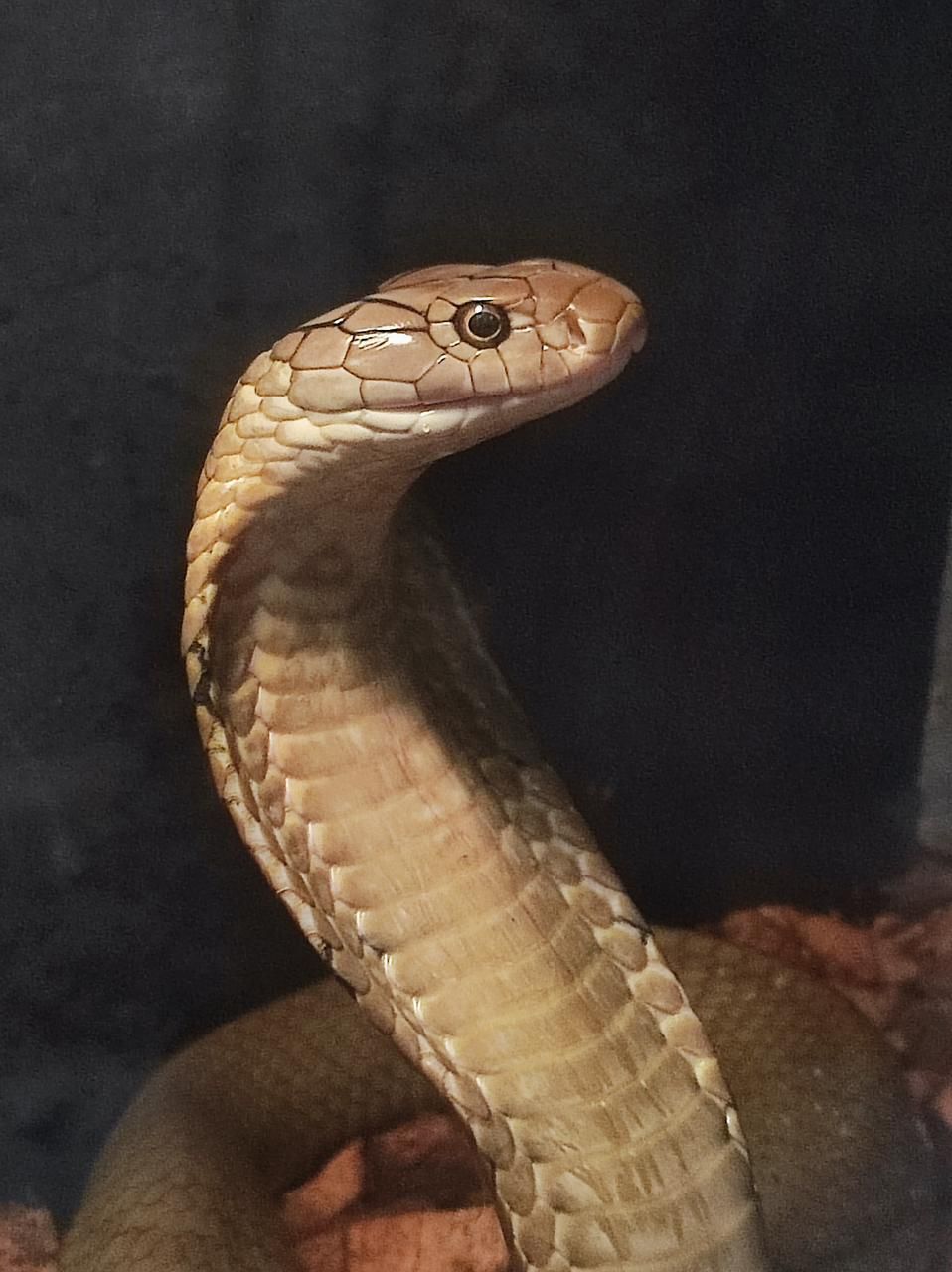 King cobra mystery that's puzzled scientists for 188 years finally ... King cobra mystery that's puzzled scientists for 188 years finally ...