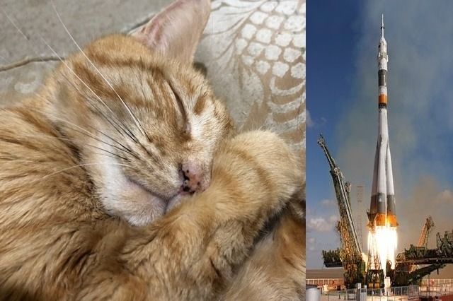 RIP Pikachu: Ashes of Beloved Cat Will Launch to Space in Cosmic Burial ...