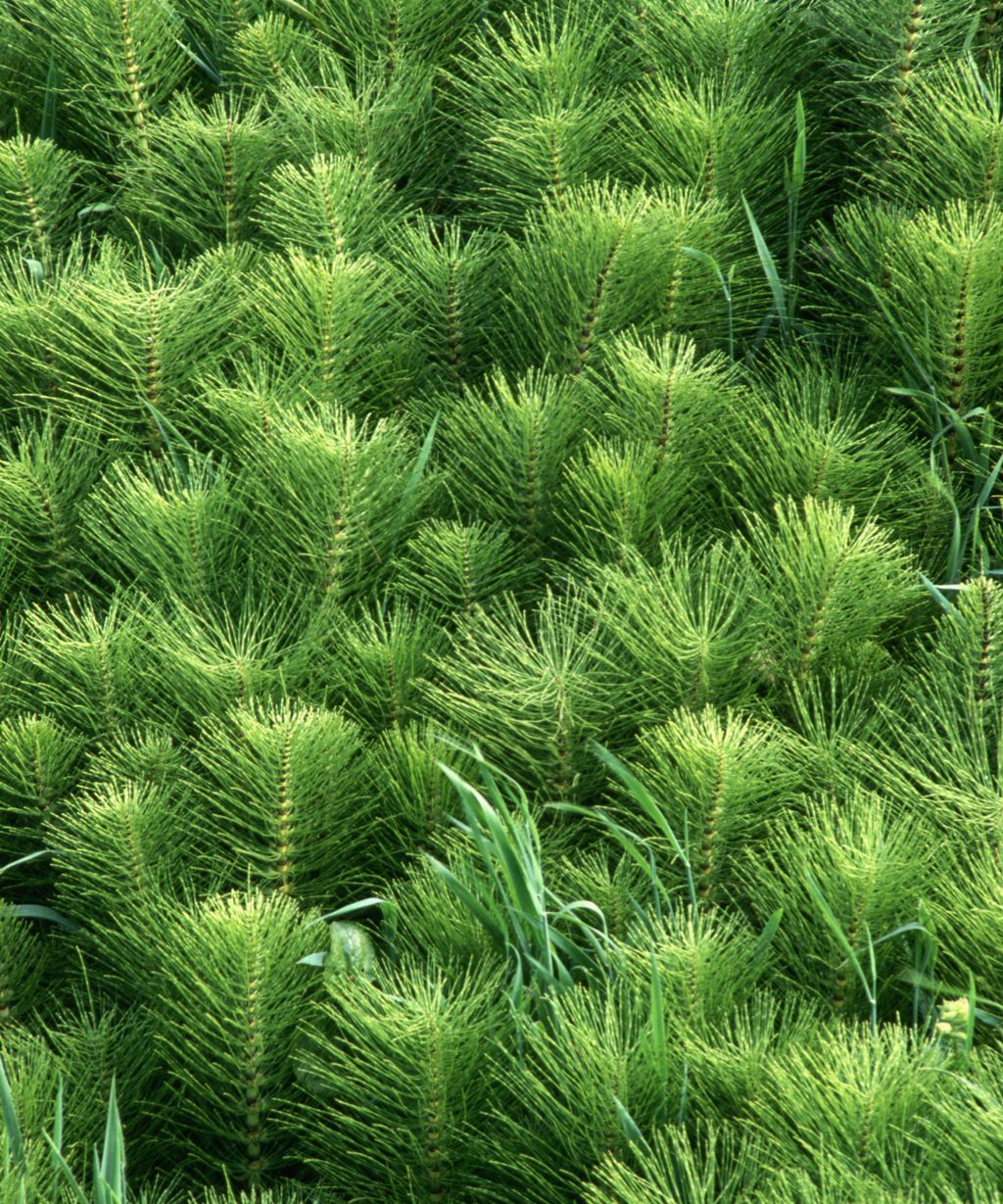 How to get rid of horsetail - 5 expert methods to try | Homes and Gardens