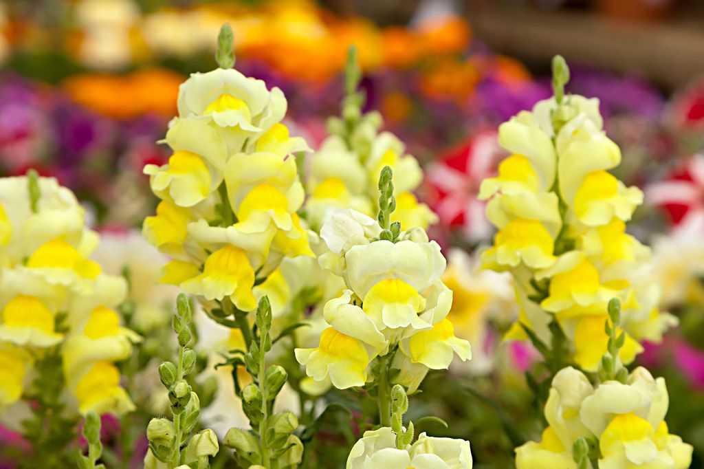 How to grow Snapdragons | Homes and Gardens