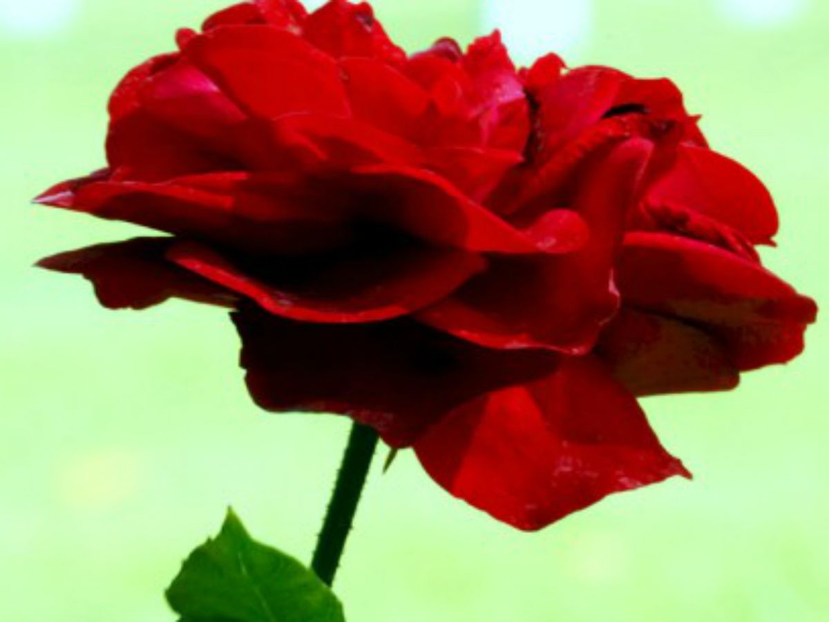 Pony spit helps your rose bushes ‘go crazy’ | The Week