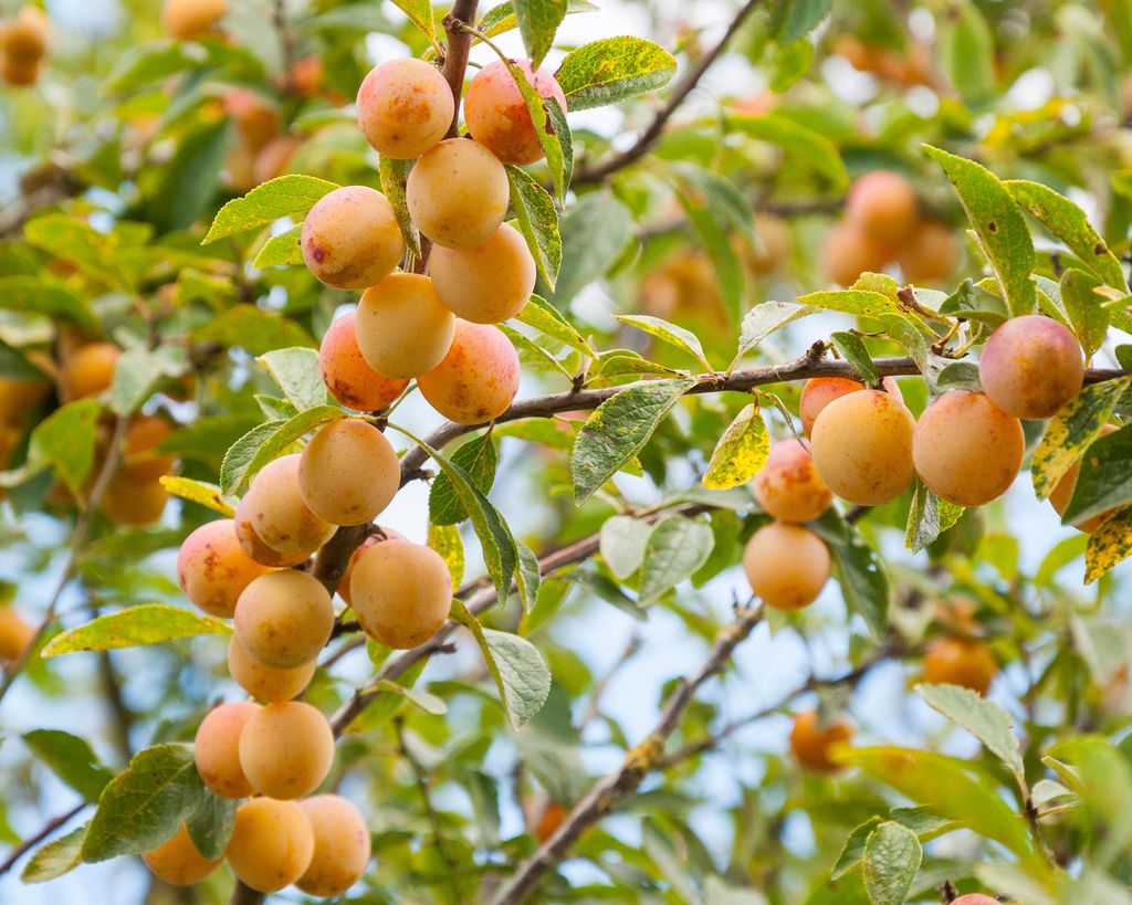 Types of plum trees: 12 varieties to grow for a fruitful autumn harvest ...