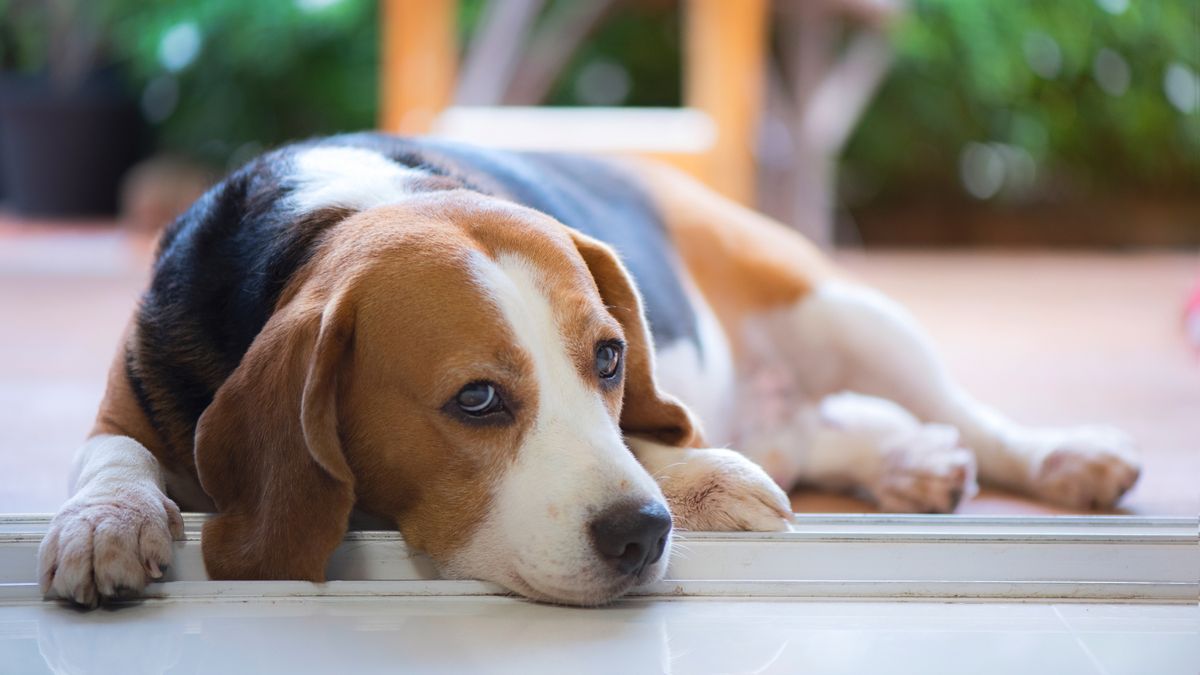 How to get my dog to stop whining | PetsRadar