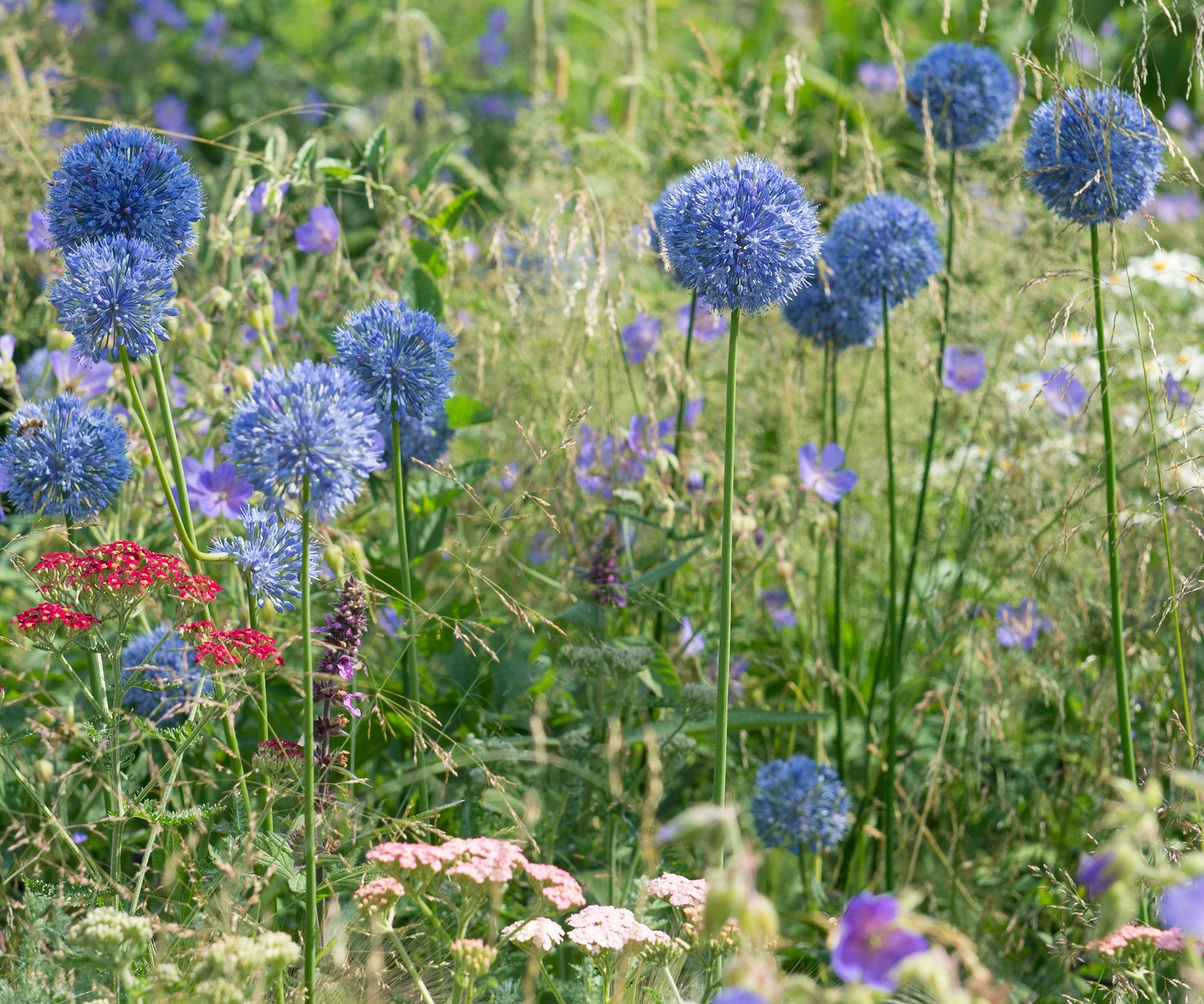 8 Flowering Alliums For Showstopping Beds And Borders | Gardening Know How
