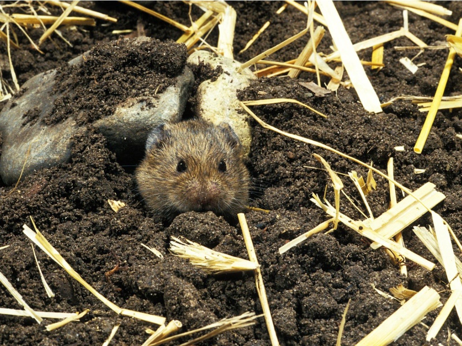 Vole Control: How To Get Rid Of Voles | Gardening Know How