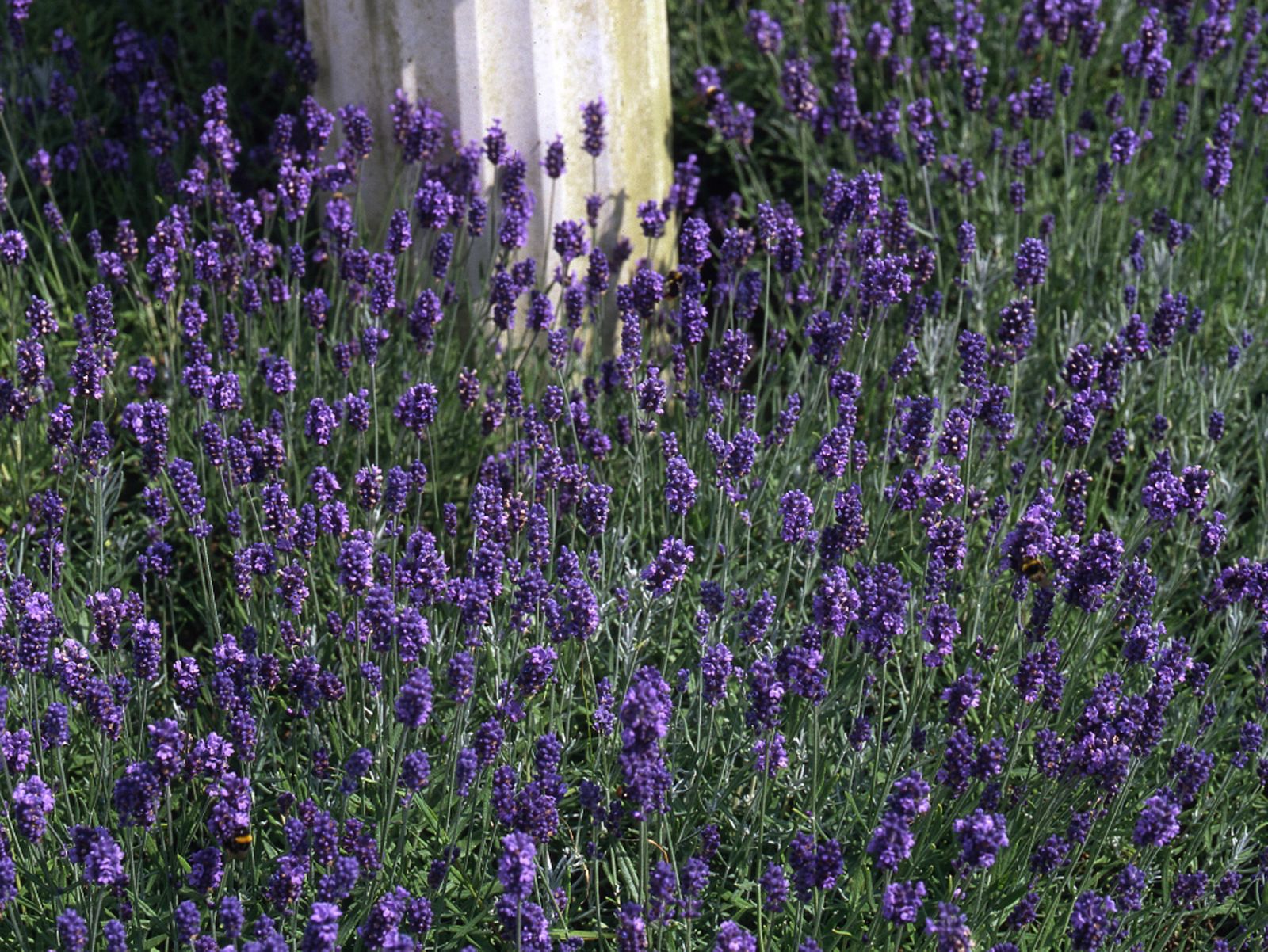 How to grow lavender: a step-by-step guide to growing this pretty ...