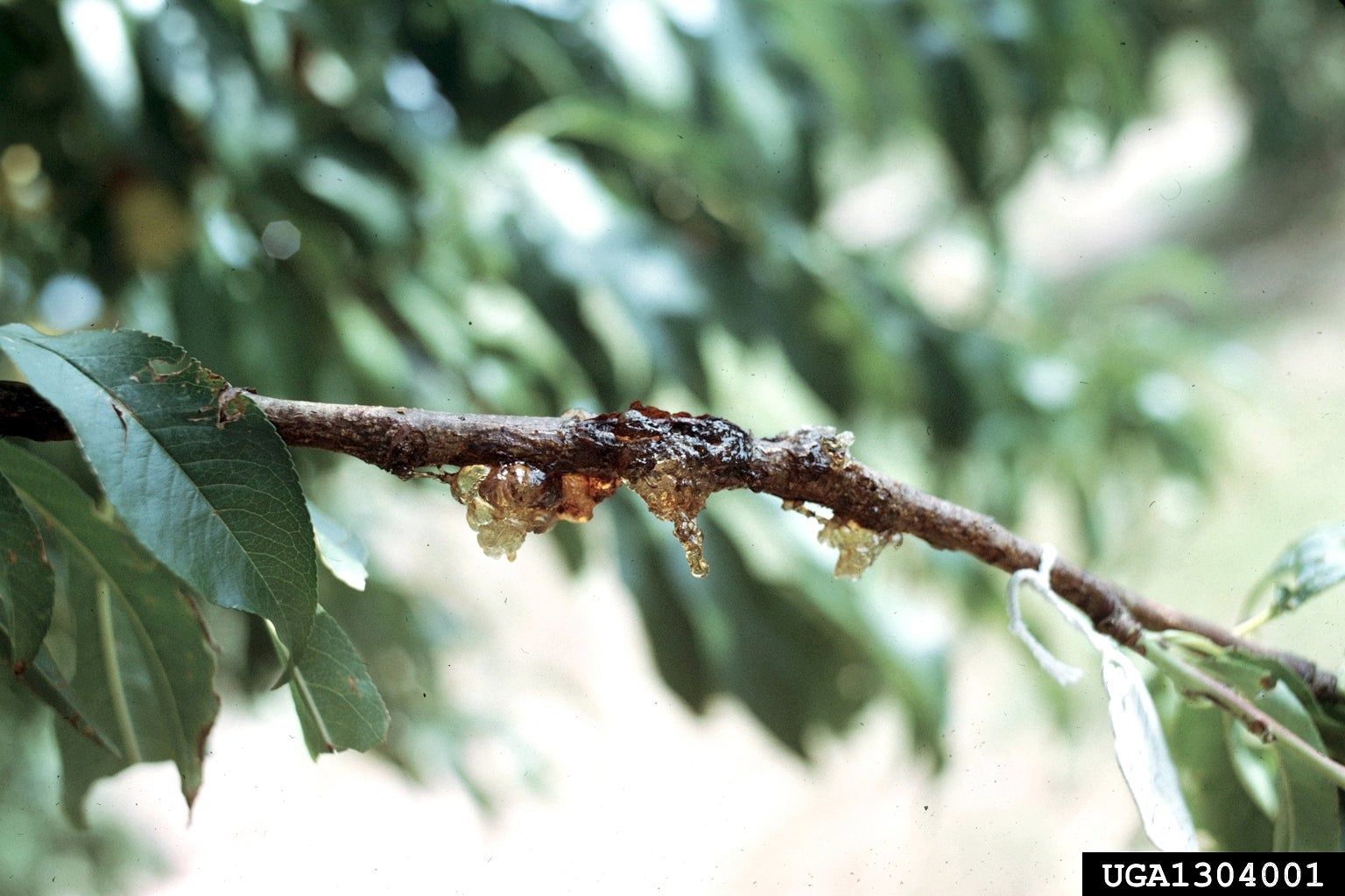 What Causes Peach Gummosis: Controlling Fungal Gummosis Of Peach Trees ...