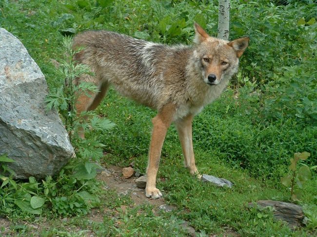 What Is a Coywolf? | Coyote-Wolf Hybrid | Live Science