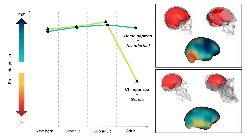 Human and Neanderthal brains have a surprising 'youthful' quality in ...