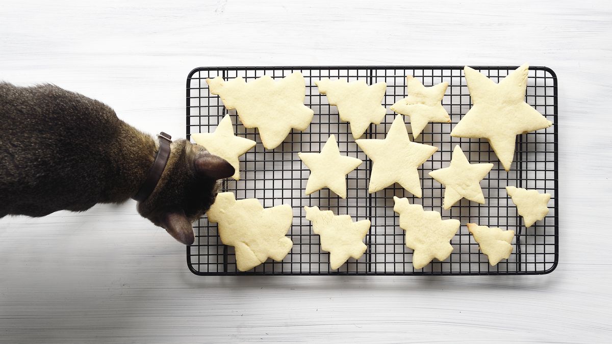 32 activities to do with your cat | PetsRadar