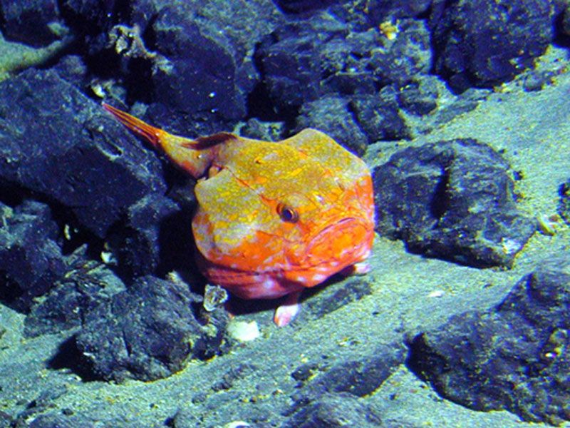 In photos: Spooky deep-sea creatures: Page 3 | Live Science