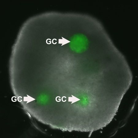 Artificial Human Ovary Created | Live Science
